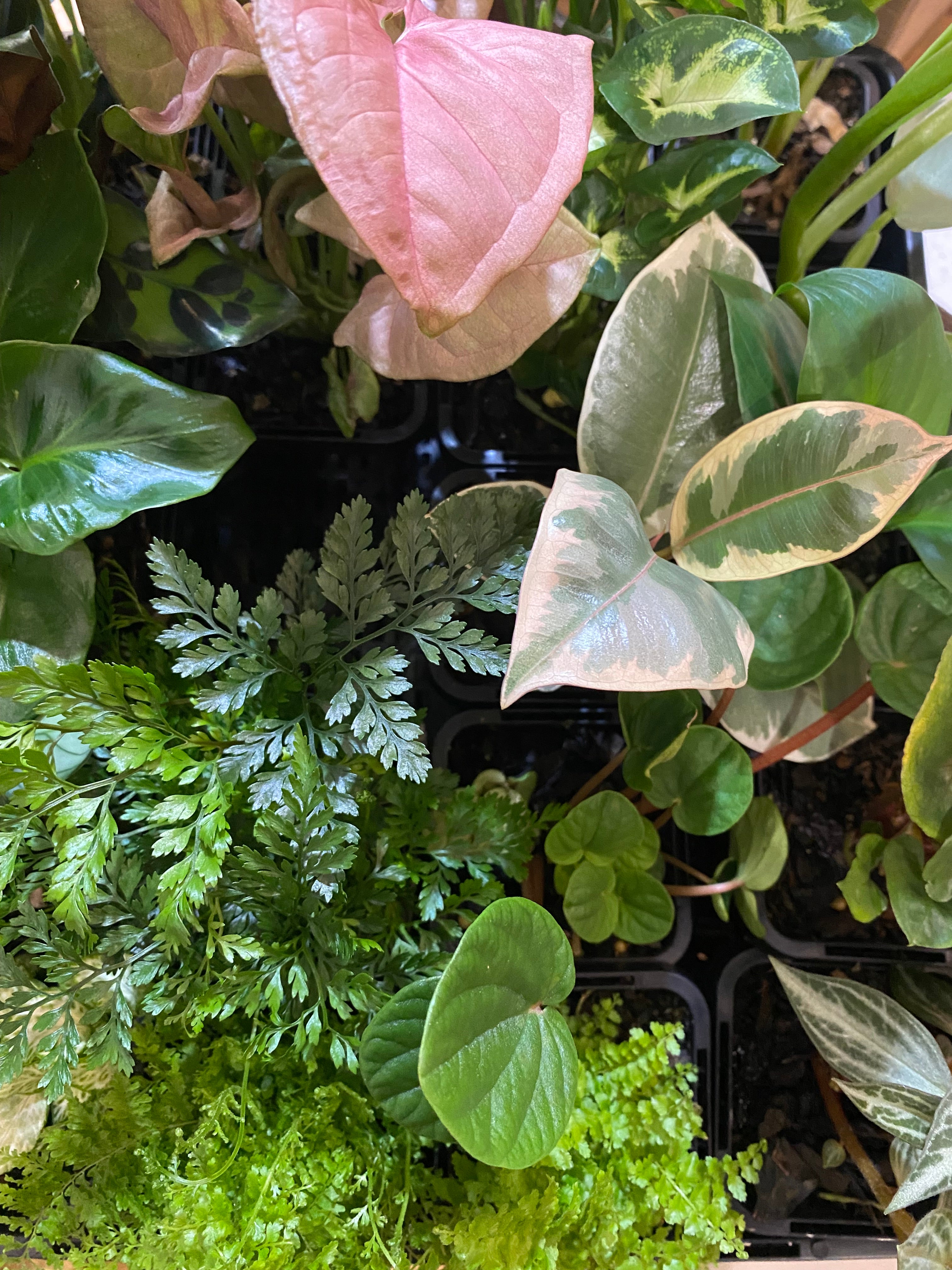 Mini Plants – where-the-wild-things-grow-4e0b